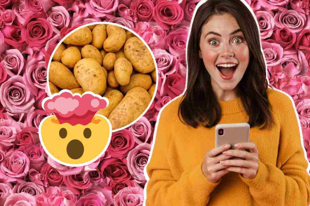 Basta una patata per avere rose gratis per sempre: il trucco sta sconvolgendo tutti | Grantennis ...